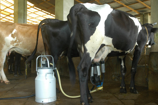 Portable Milking Machines For Cows