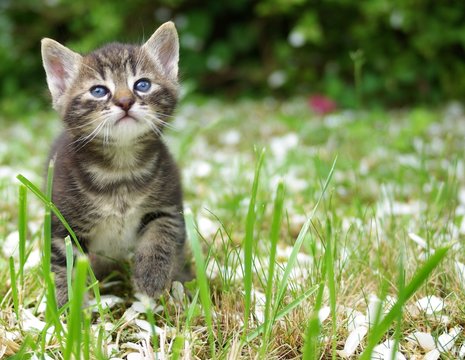 รูปภาพChaton – เลือกดูภาพถ่ายสต็อก เวกเตอร์ และวิดีโอ17,057 | Adobe Stock