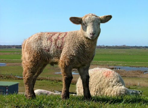 Guileless Bilder – Durchsuchen 1,126 Archivfotos, Vektorgrafiken und ...