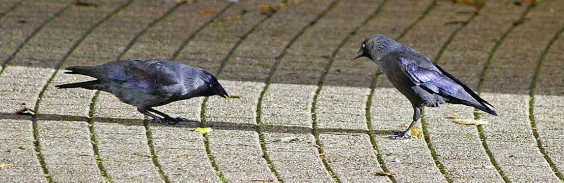 「Dohlen」の写真素材 | 368件の無料イラスト画像 | Adobe Stock