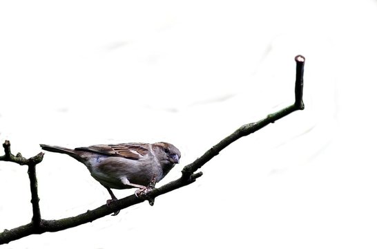 Spadger Bilder – Durchsuchen 233,156 Archivfotos, Vektorgrafiken und ...
