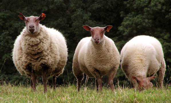 รูปภาพMouton – เลือกดูภาพถ่ายสต็อก เวกเตอร์ และวิดีโอ104,868 | Adobe Stock