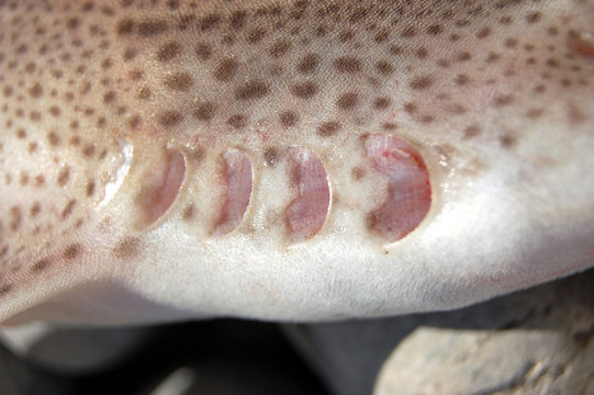 Fish Gills Images – Browse 30,818 Stock Photos, Vectors, and Video ...