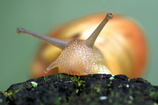 รูปภาพ"Escargots – เลือกดูภาพถ่ายสต็อก เวกเตอร์ และวิดีโอ3,214 | Adobe ...