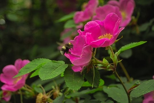 รูปภาพBuschrose – เลือกดูภาพถ่ายสต็อก เวกเตอร์ และวิดีโอ283 | Adobe Stock