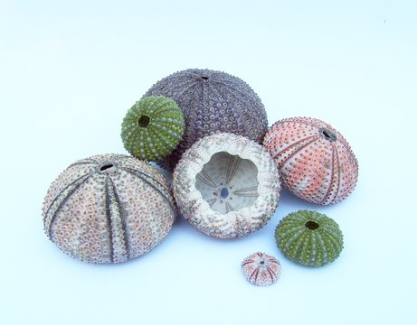 Seeigelskelett Bilder – Durchsuchen 275 Archivfotos, Vektorgrafiken und ...