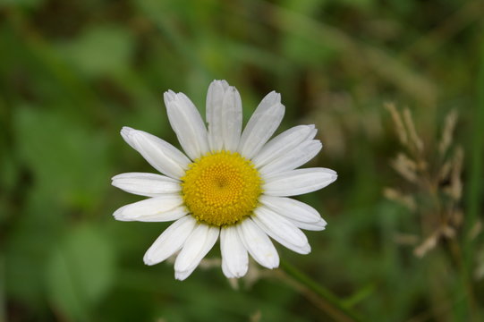 รูปภาพMarguerite – เลือกดูภาพถ่ายสต็อก เวกเตอร์ และวิดีโอ248,445 ...