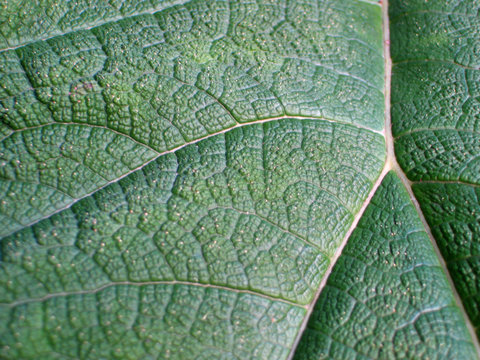 รูปภาพRamification – เลือกดูภาพถ่ายสต็อก เวกเตอร์ และวิดีโอ13,748 ...