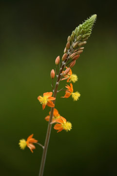 「Bulbine」の写真素材 | 367件の無料イラスト画像 | Adobe Stock