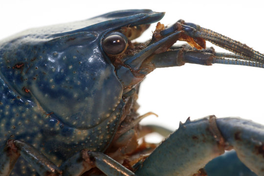 Astacidea bilder – Bläddra bland 111 stockfoton, vektorer och videor ...