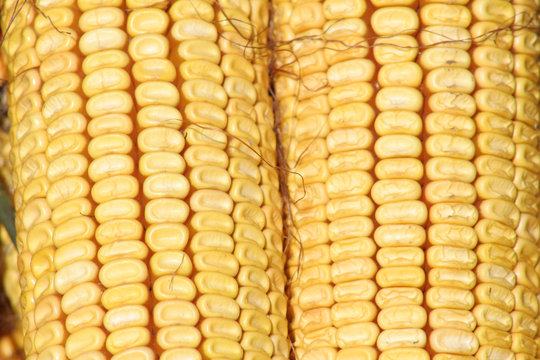 "Corn Oil" Bilder – Durchsuchen 2,242 Archivfotos, Vektorgrafiken und ...