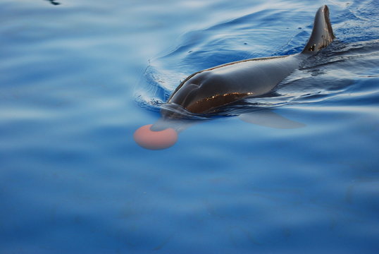 Gfdff Images – Browse 1 Stock Photos, Vectors, and Video | Adobe Stock