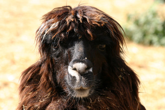 Alpagua Images – Browse 13 Stock Photos, Vectors, and Video | Adobe Stock