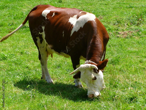 "une vache qui broute" photo libre de droits sur la banque d'images ...