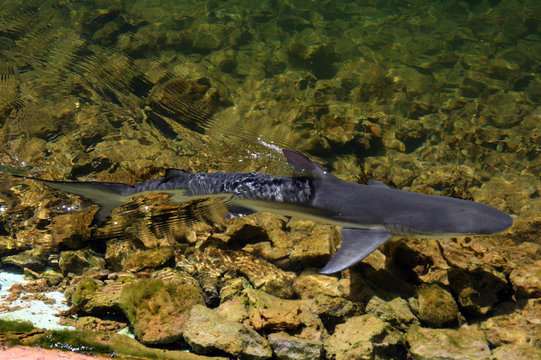 Kimen Bilder – Durchsuchen 38 Archivfotos, Vektorgrafiken und Videos ...