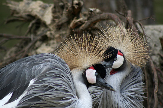 รูปภาพ"Kranich – เลือกดูภาพถ่ายสต็อก เวกเตอร์ และวิดีโอ7,595 | Adobe Stock