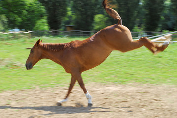 Photos, illustrations et vidéos de ruade