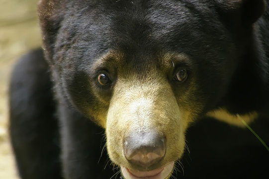รูปภาพCaniforms – เลือกดูภาพถ่ายสต็อก เวกเตอร์ และวิดีโอ4,580 | Adobe Stock