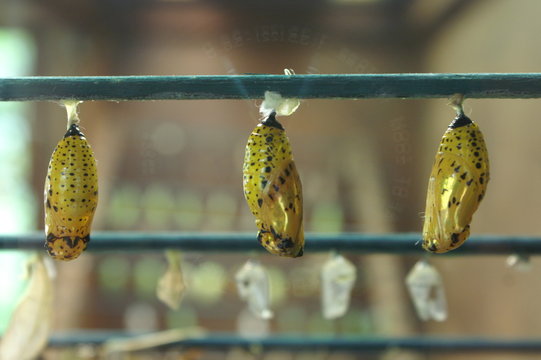 รูปภาพCocon – เลือกดูภาพถ่ายสต็อก เวกเตอร์ และวิดีโอ1,544 | Adobe Stock