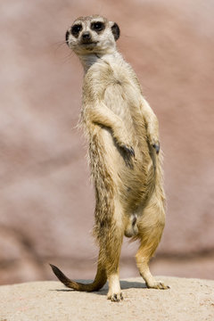 รูปภาพSchleichkatze – เลือกดูภาพถ่ายสต็อก เวกเตอร์ และวิดีโอ669 | Adobe ...