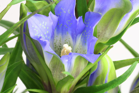 Getupft-Bilder: Stock-Fotos & -Videos. | Adobe Stock