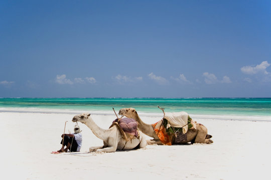 รูปภาพCamelry – เลือกดูภาพถ่ายสต็อก เวกเตอร์ และวิดีโอ108 | Adobe Stock
