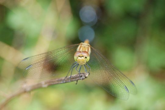 「Oiel」の写真素材 | 23件の無料イラスト画像 | Adobe Stock