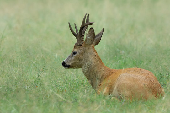 Brocard 이미지 – 찾아보기 630 스톡 사진, 벡터 및 비디오 | Adobe Stock