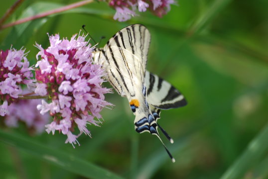 Jkhjjk Images – Browse 2 Stock Photos, Vectors, and Video | Adobe Stock