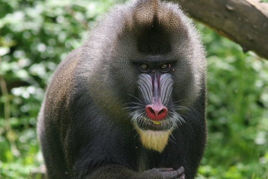 รูปภาพMandrill – เลือกดูภาพถ่ายสต็อก เวกเตอร์ และวิดีโอ6,462 | Adobe Stock