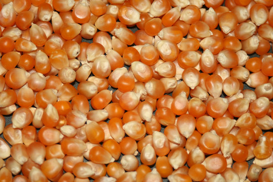 Nourri Images – Browse 49 Stock Photos, Vectors, and Video | Adobe Stock