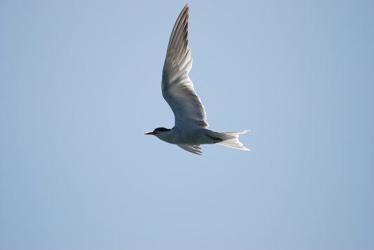 Fddffd Images – Browse 13 Stock Photos, Vectors, and Video | Adobe Stock