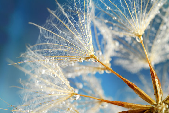 รูปภาพDandy – เลือกดูภาพถ่ายสต็อก เวกเตอร์ และวิดีโอ143,618 | Adobe Stock