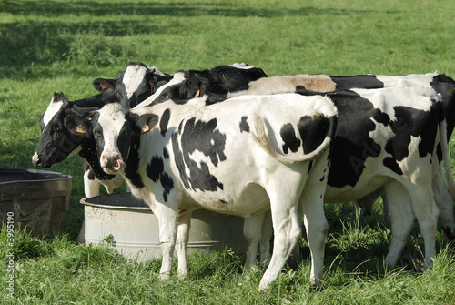 "Vache "Prim'Holstein"" photo libre de droits sur la banque d'images ...
