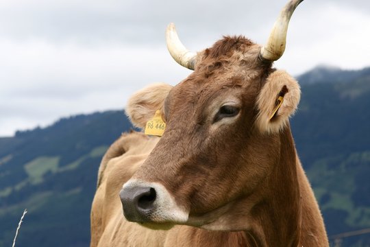 「Kuh-Fell」の画像 - 5,911 件の Stock 写真、ベクターおよびビデオ | Adobe Stock