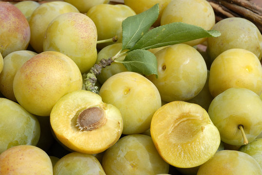 "Reine Claude" Images – Browse 4,267 Stock Photos, Vectors, and Video ...