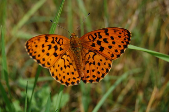 Cxcxcxcx Images – Browse 2 Stock Photos, Vectors, and Video | Adobe Stock