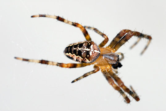 Arachnoïde Images – Browse 13 Stock Photos, Vectors, and Video | Adobe ...