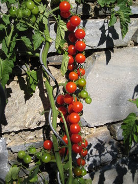 Tomatenstauden Bilder – Durchsuchen 348 Archivfotos, Vektorgrafiken und ...