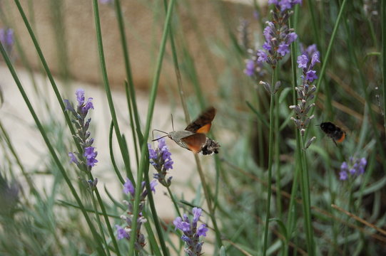 Bvbvbv Images – Browse 4 Stock Photos, Vectors, and Video | Adobe Stock