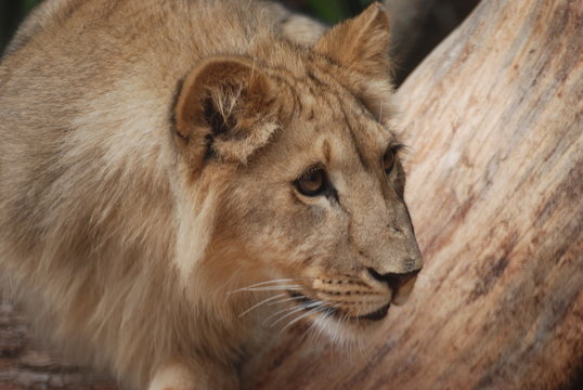 Dfdfdfd Images – Browse 6 Stock Photos, Vectors, and Video | Adobe Stock