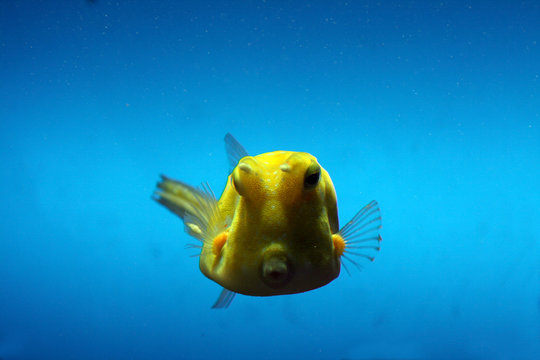 Hornfisch Bilder – Durchsuchen 15,010 Archivfotos, Vektorgrafiken und ...