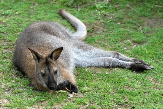รูปภาพWallabie – เลือกดูภาพถ่ายสต็อก เวกเตอร์ และวิดีโอ204 | Adobe Stock