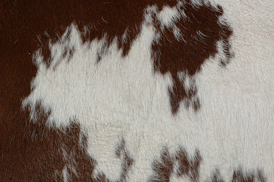 「Kuh-Fell」の写真素材 | 7,134件の無料イラスト画像 | Adobe Stock