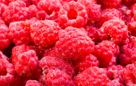 Rashberry Images – Browse 36 Stock Photos, Vectors, and Video | Adobe Stock