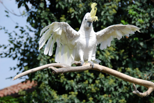 Papagallo Imagens – Procure 75 fotos, vetores e vídeos | Adobe Stock