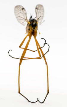 รูปภาพMosqito – เลือกดูภาพถ่ายสต็อก เวกเตอร์ และวิดีโอ96 | Adobe Stock