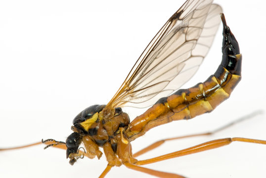 รูปภาพGnat – เลือกดูภาพถ่ายสต็อก เวกเตอร์ และวิดีโอ19,500 | Adobe Stock