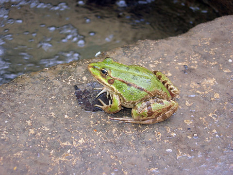Batracio bilder – Bläddra bland 68 stockfoton, vektorer och videor ...