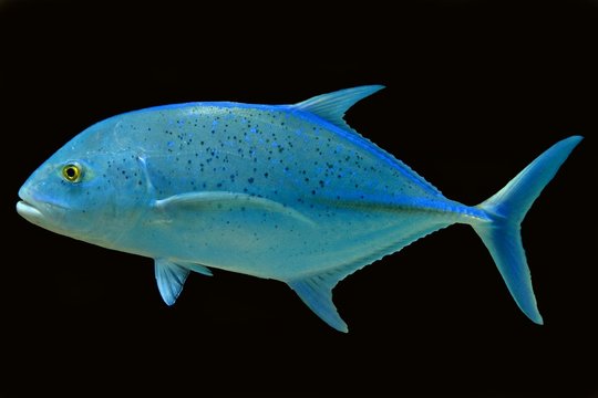 134 BEST Ulua IMAGES, STOCK PHOTOS & VECTORS | Adobe Stock